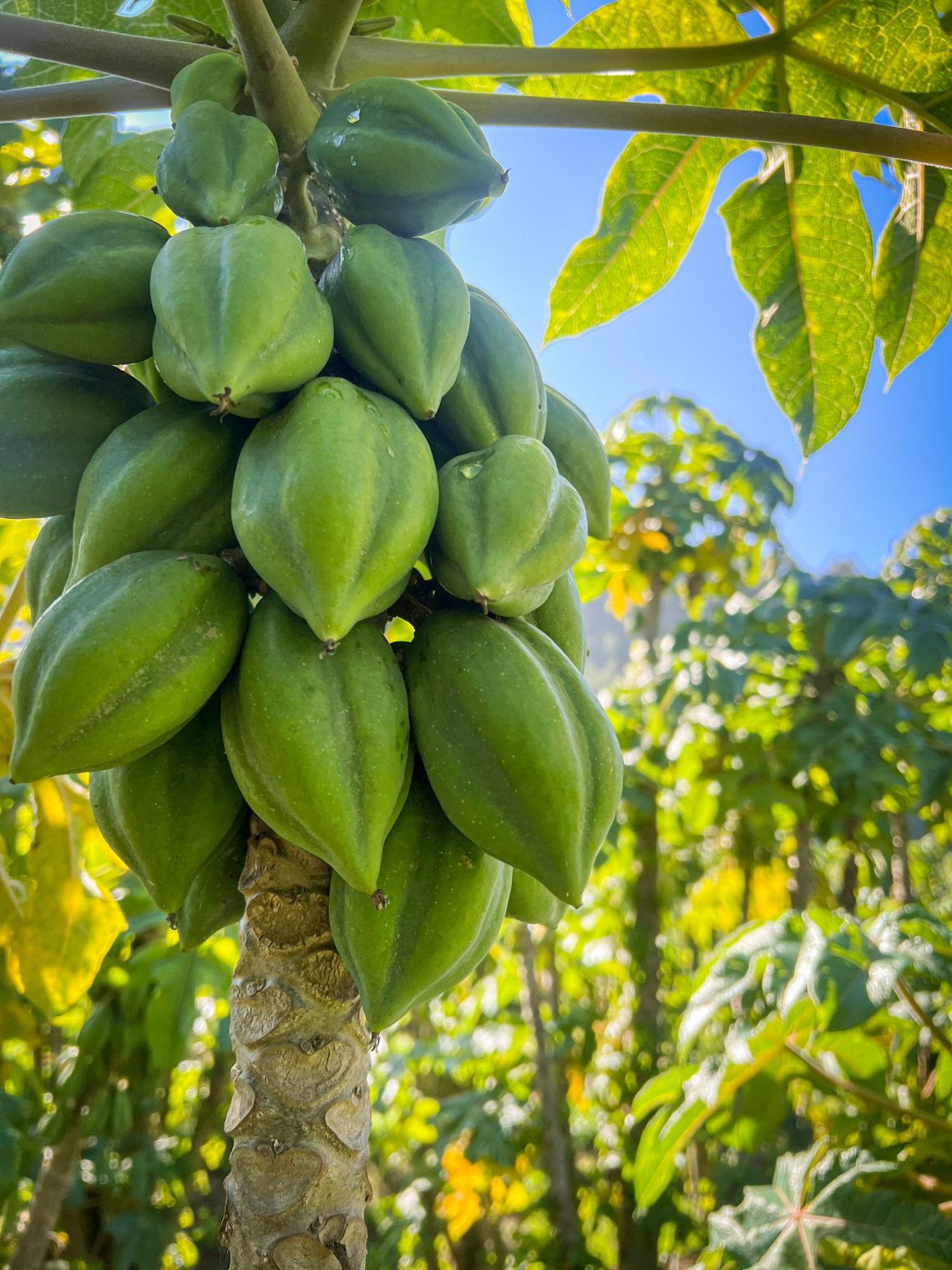 Cobquecura e INIA organizan seminario sobre desafíos agronómicos del ...